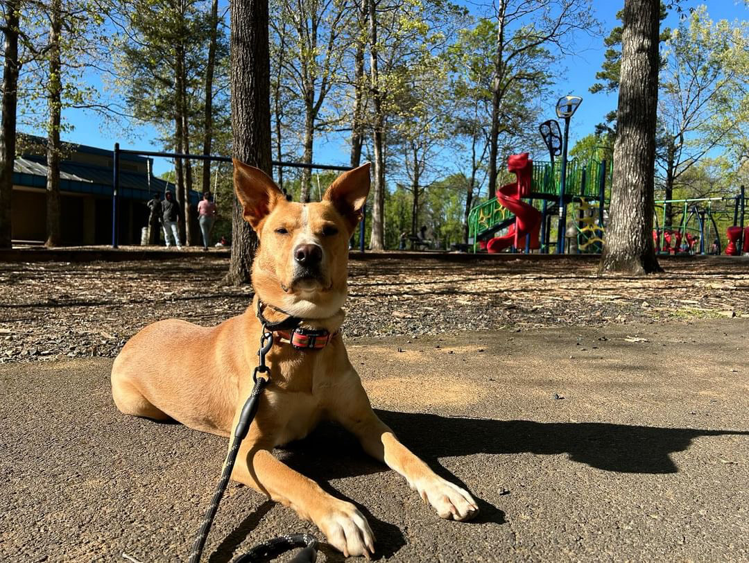 Gallery - Hakuna Matata Dog Care & Training