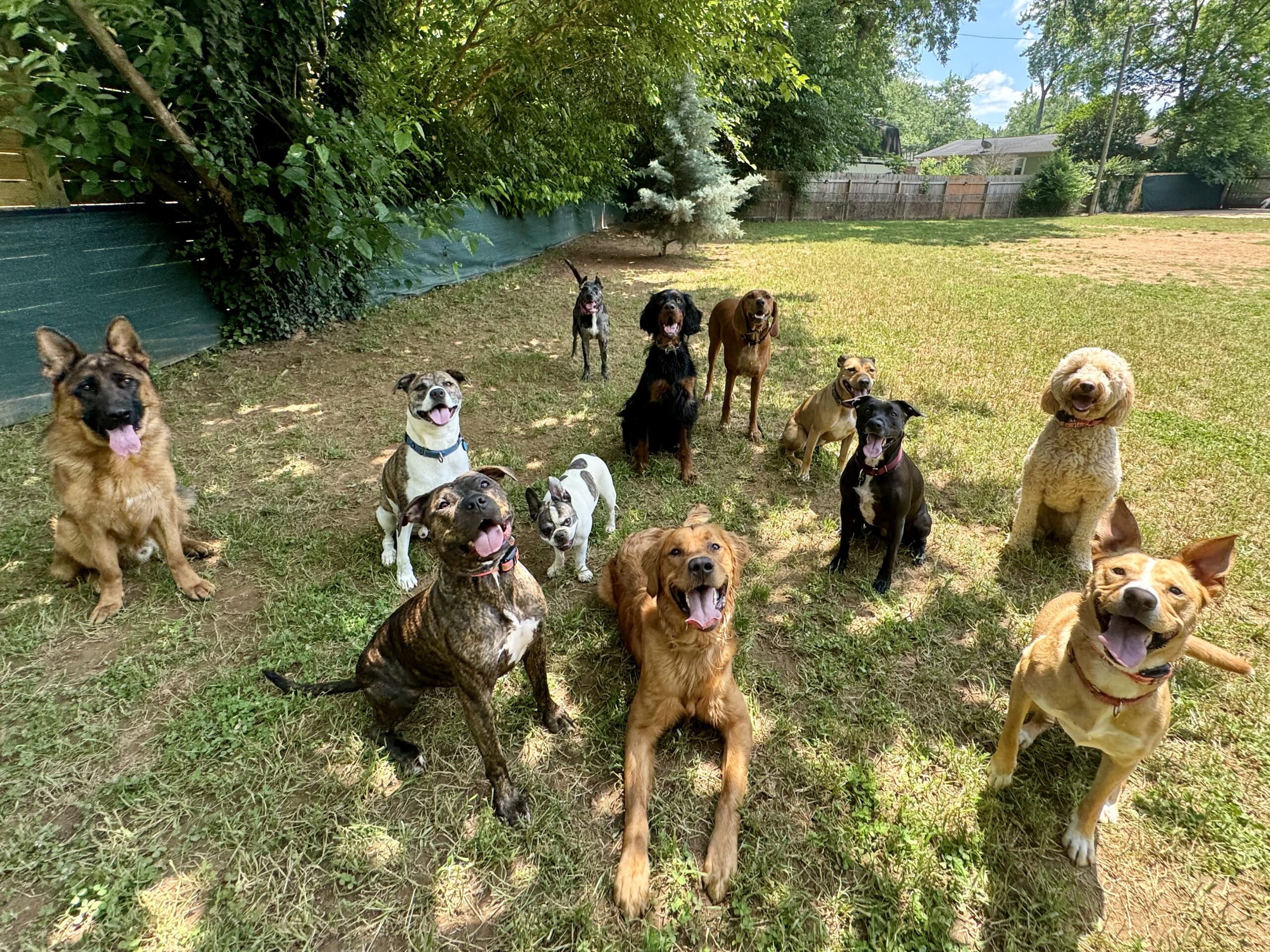 Phone Consultation - Hakuna Matata Dog Care & Training